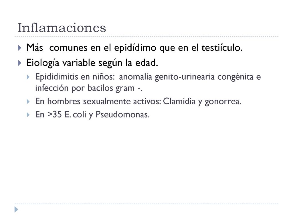 Testículos Y Epidídimo Ppt Descargar