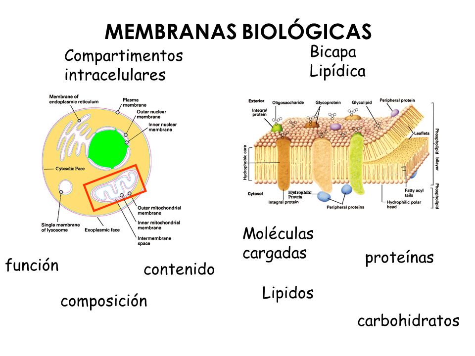 CONCEPTOS BASICOS DE BIOFISICA: Funciones de las membranas biológicas CONCEPTOS BASICOS DE BIOFISICA: Funciones de las membranas biológicas
