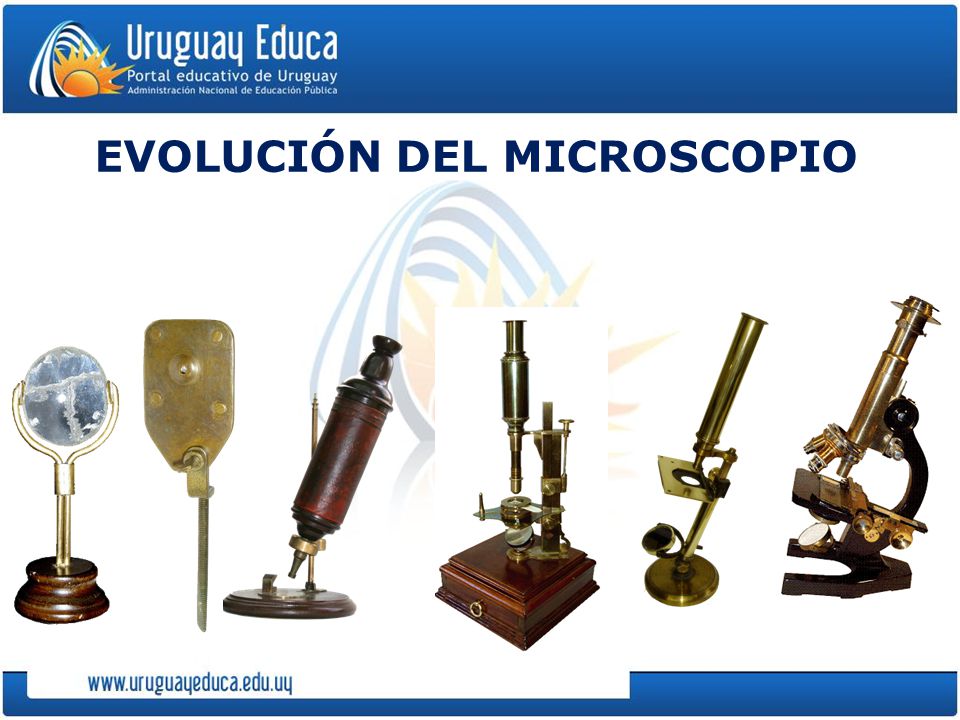 Origen Del Microscopio Inventor Del Microscopio Y Su - vrogue.co Origen Del Microscopio Inventor Del Microscopio Y Su - vrogue.co