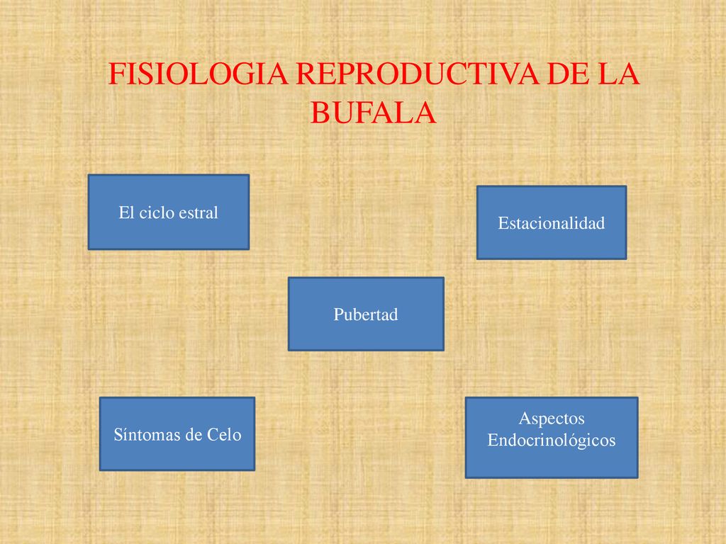 Reproduccion Anatomia Y Fisiologia De La Bufala Ppt Descargar