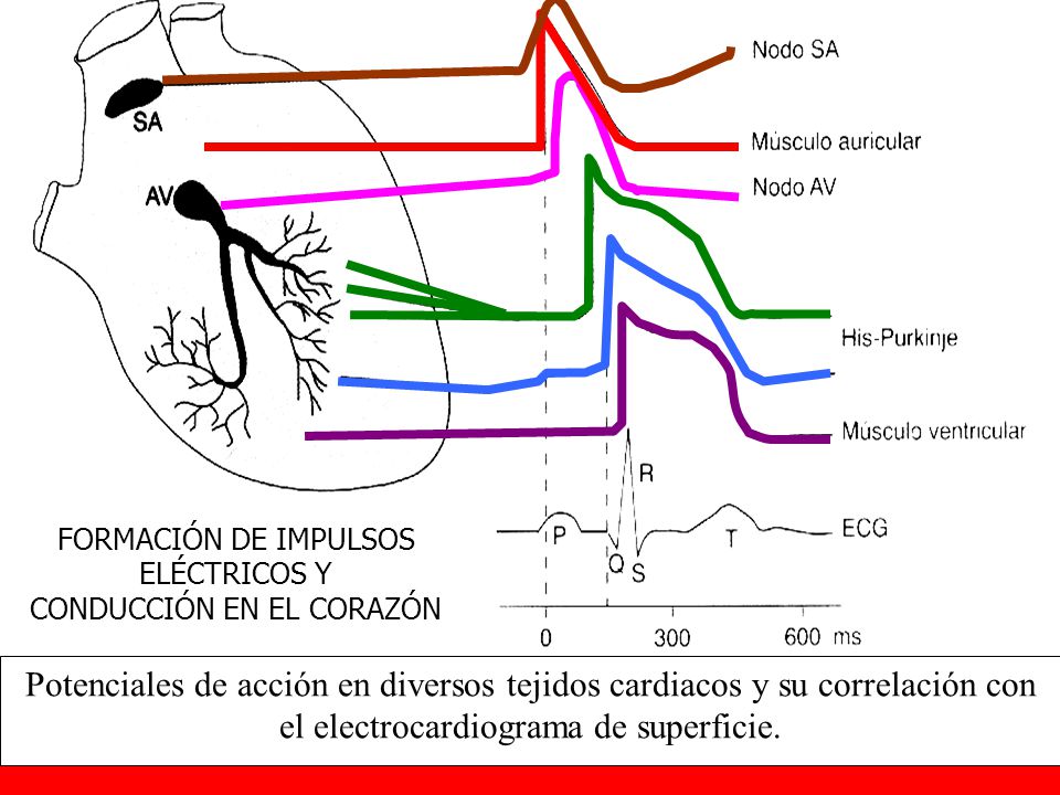 Sistema De Conducción Del Corazón Ppt Video Online Descargar