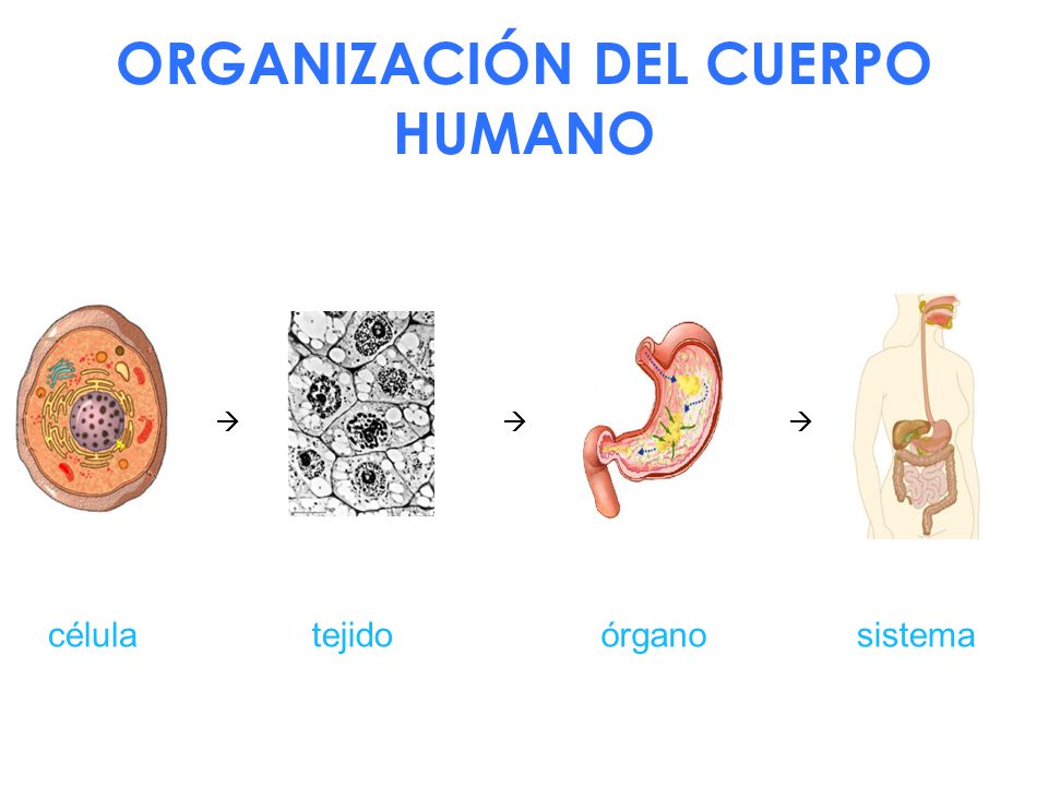 Celulas Tejidos Organos Y Sistemas Del Cuerpo Humano - Compartir Celular Celulas Tejidos Organos Y Sistemas Del Cuerpo Humano - Compartir Celular